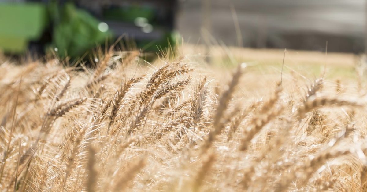 Update Grower Details | Australian Grain Technologies