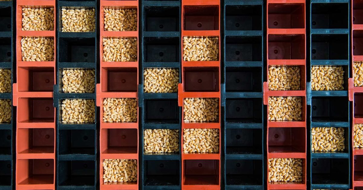 Our Varieties | Australian Grain Technologies