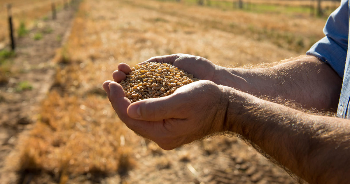 Seed Sharing™ | Australian Grain Technologies