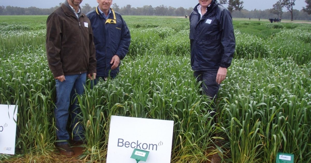 Beckom, the new low risk, high return… | Australian Grain Technologies