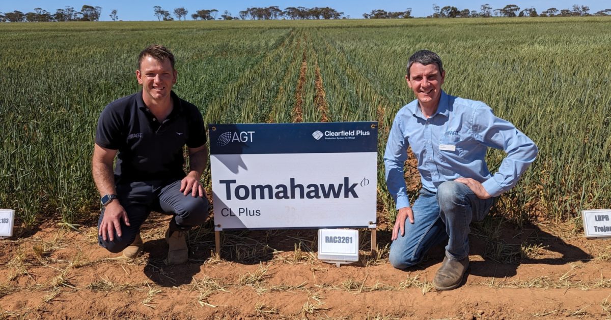 Tomahawk CL Plus closes the yield gap | Australian Grain Technologies