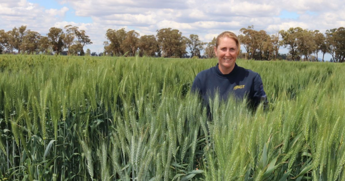 First variety launched out of AGT's… | Australian Grain Technologies