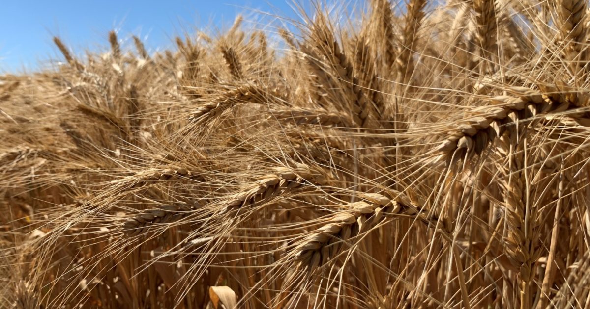 AGT wheat varieties gain quality… | Australian Grain Technologies