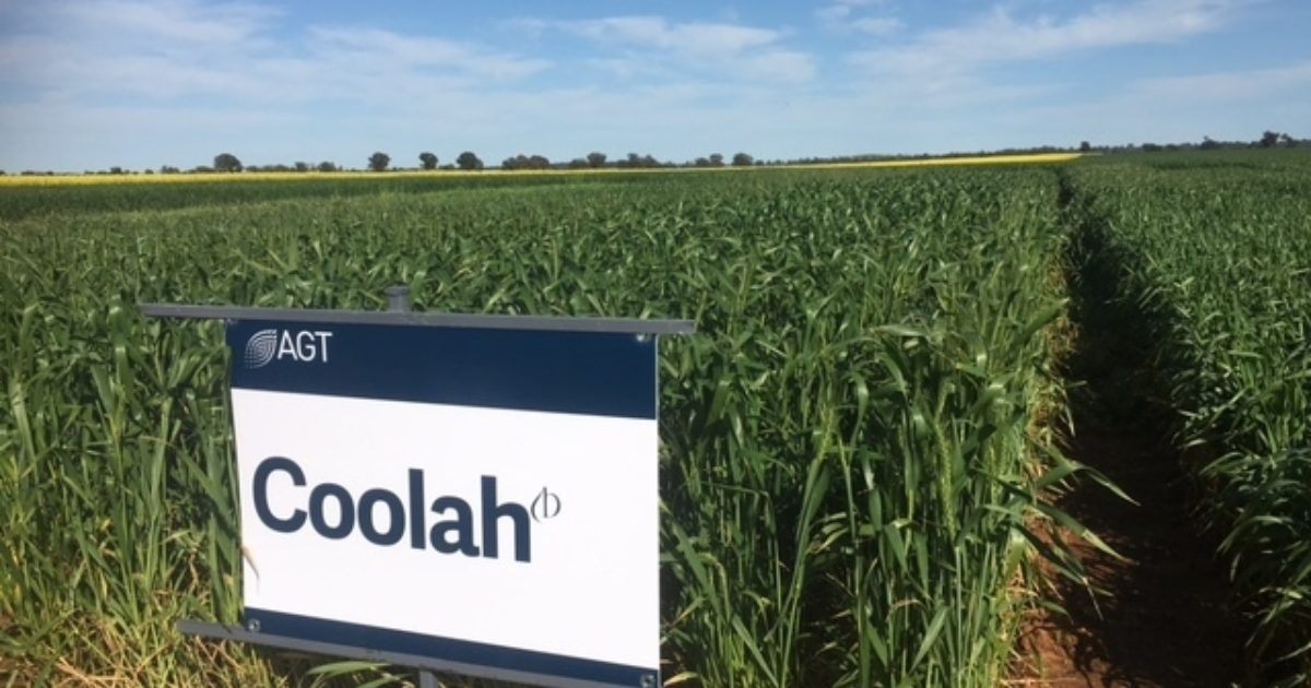 Coolah Wheat Becomes Even More… | Australian Grain Technologies