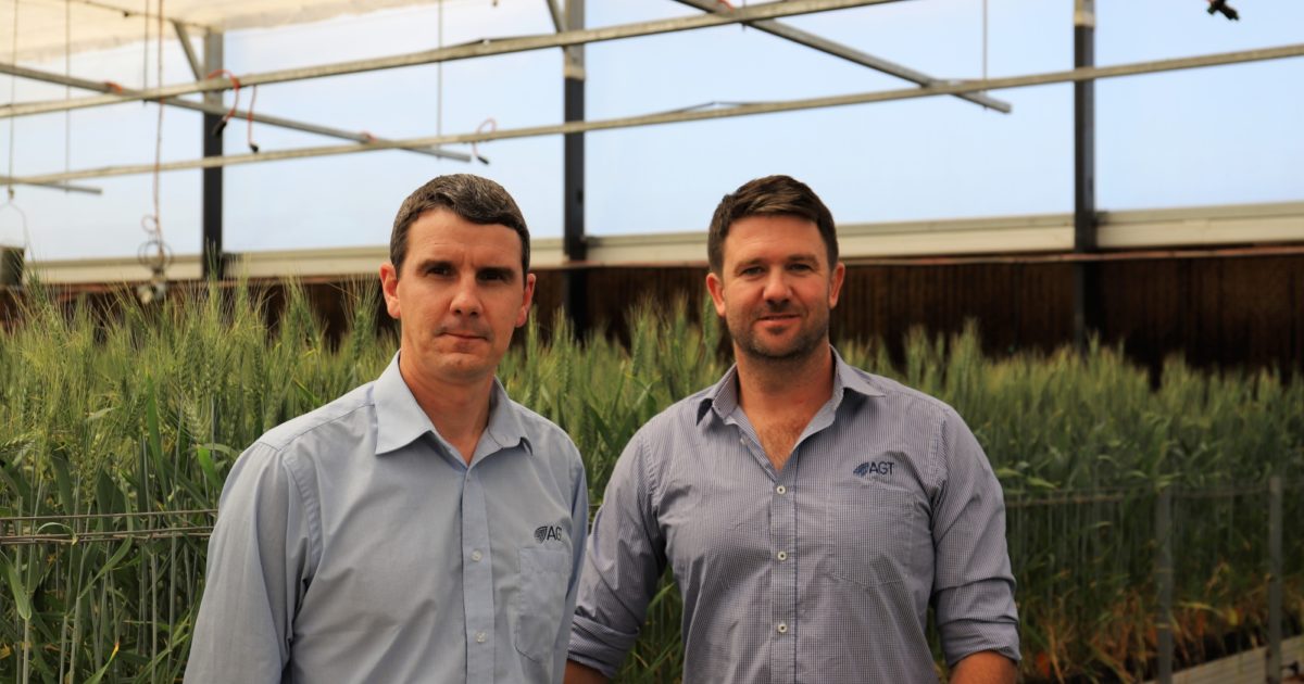 Clearfield® wheat gets a yield boost… | Australian Grain Technologies