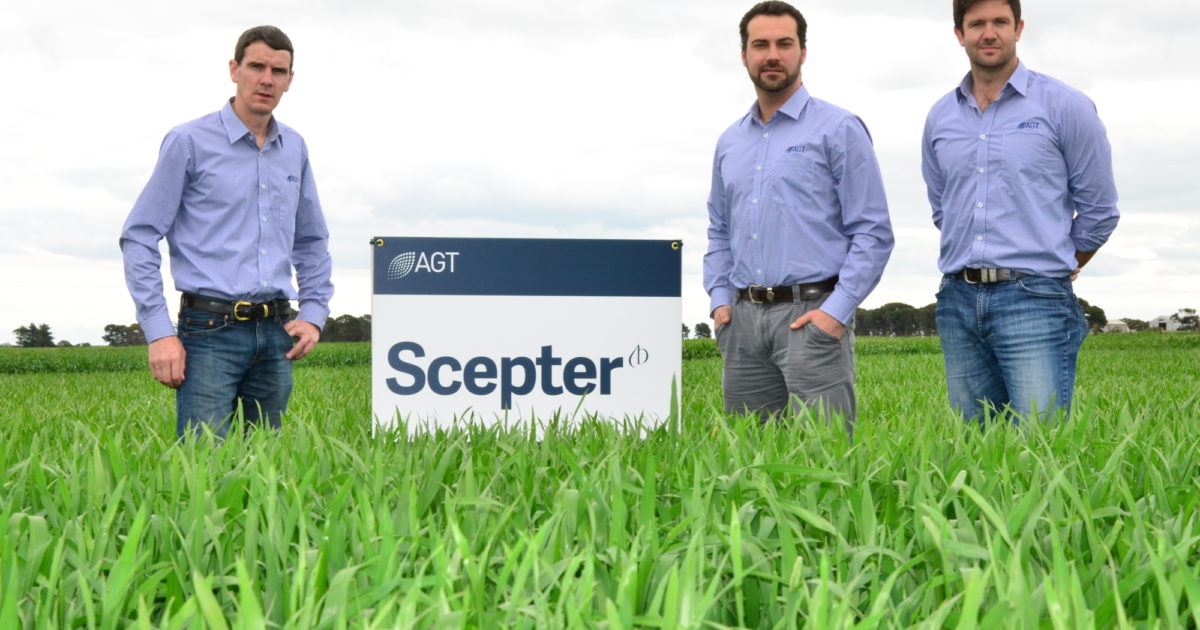 Mace evolves into higher yielding,… | Australian Grain Technologies