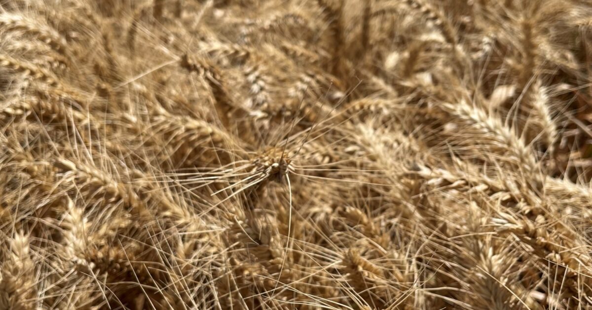 Seed of AGT Clearfield varieties now… | Australian Grain Technologies