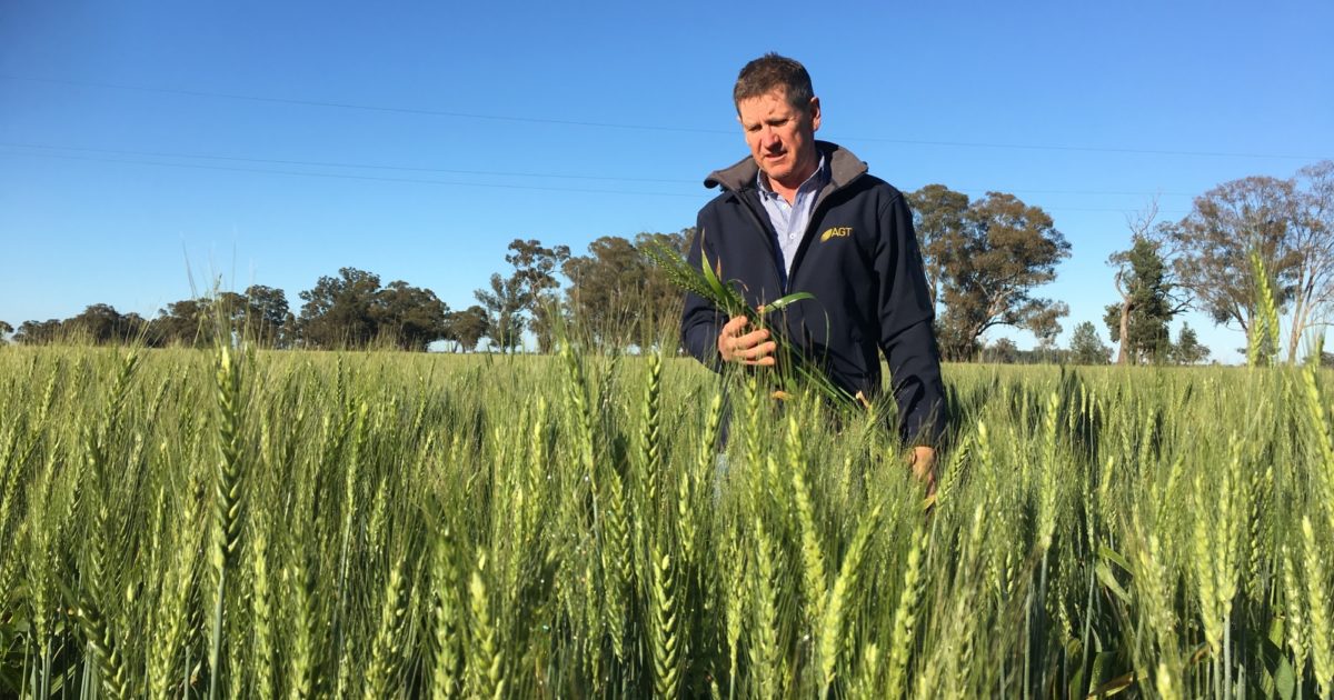 New wheat variety Coolah to add… | Australian Grain Technologies