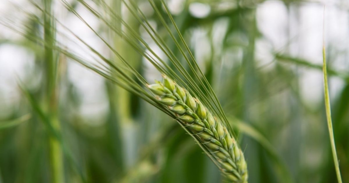 Beast (Western Australia) | Australian Grain Technologies