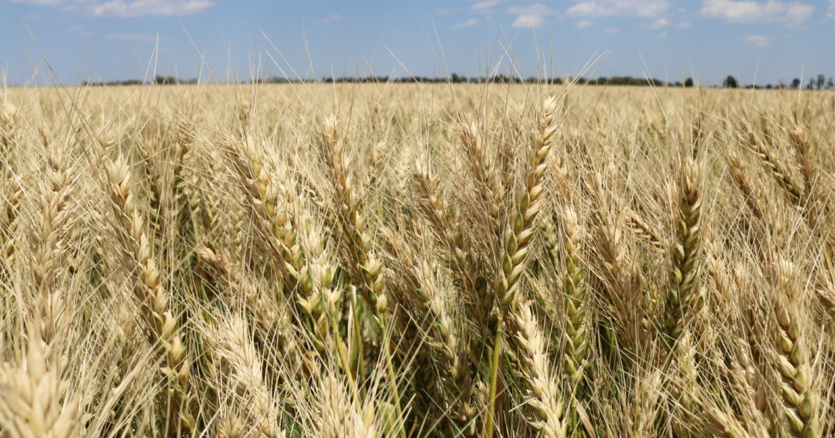 Boree (Southern NSW) | Australian Grain Technologies