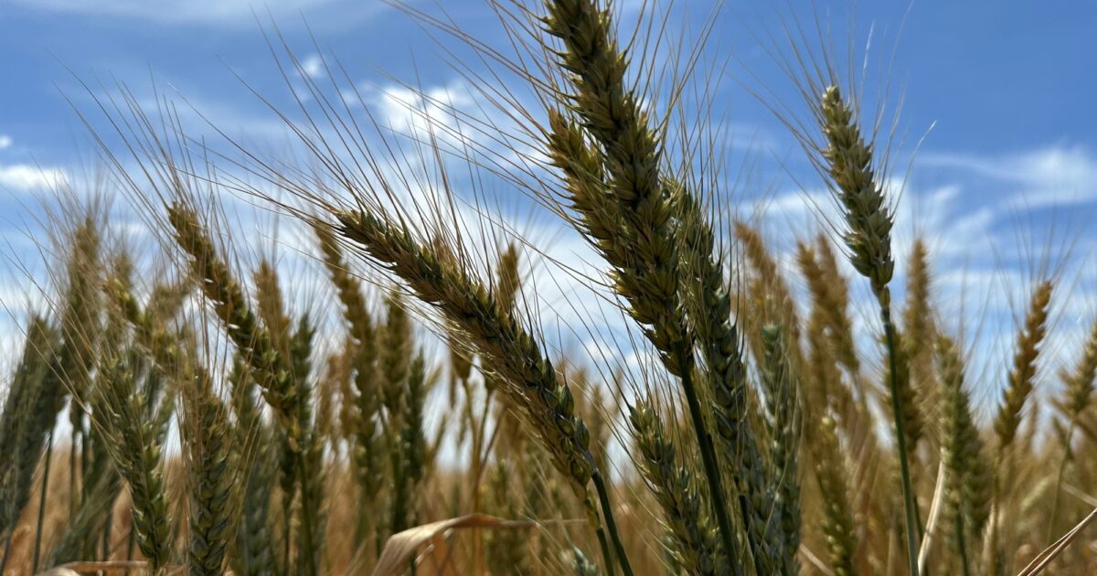 AGT-Colt (Victoria) | Australian Grain Technologies