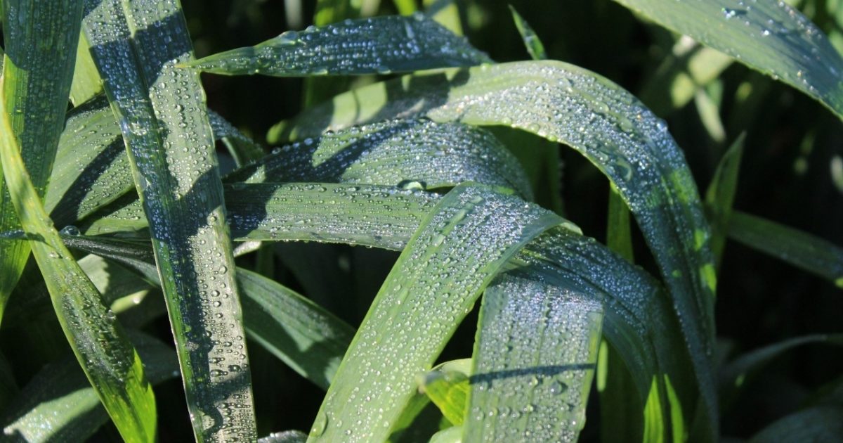 Coolah (Queensland) | Australian Grain Technologies