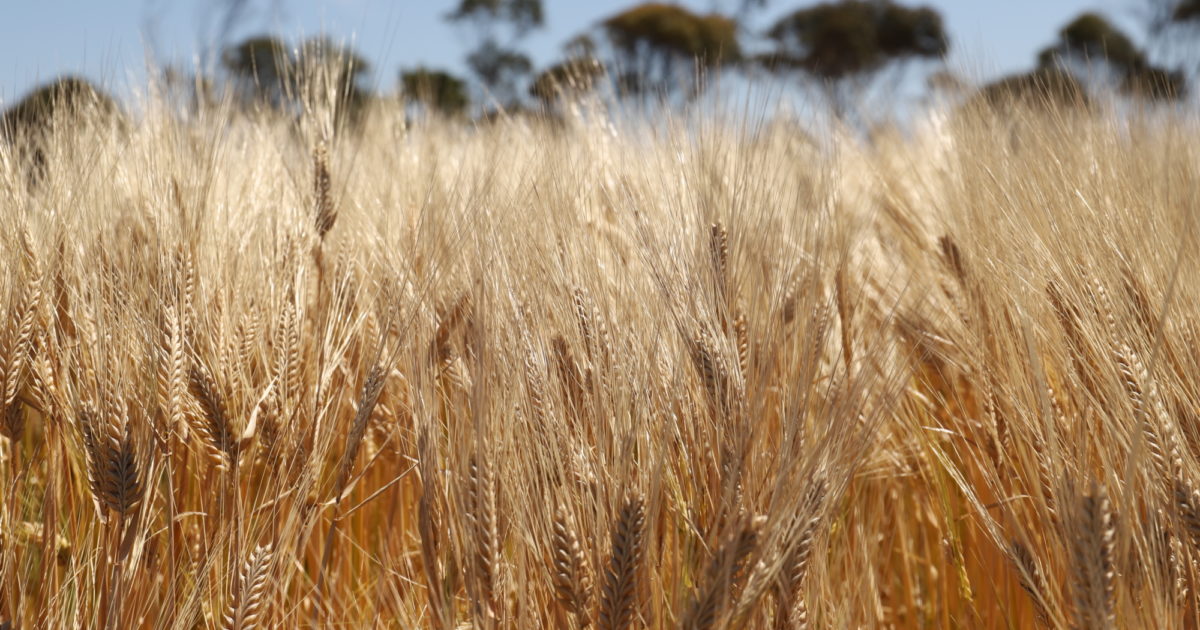 Cyclops (Western Australia) | Australian Grain Technologies