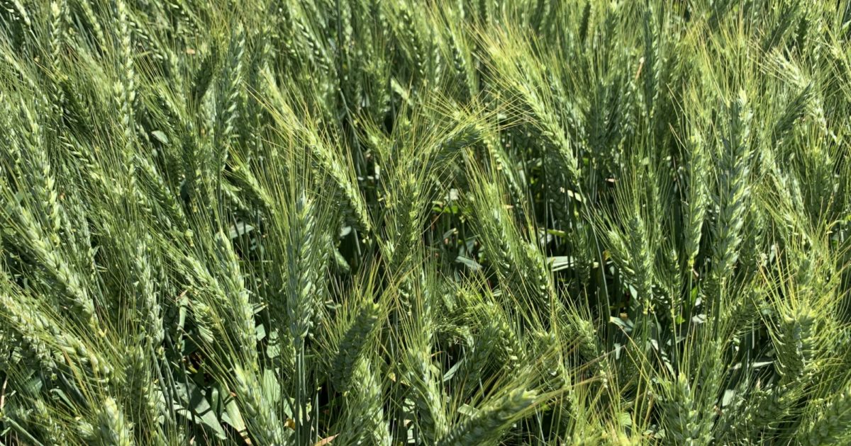 Hammer CL Plus (Victoria) | Australian Grain Technologies