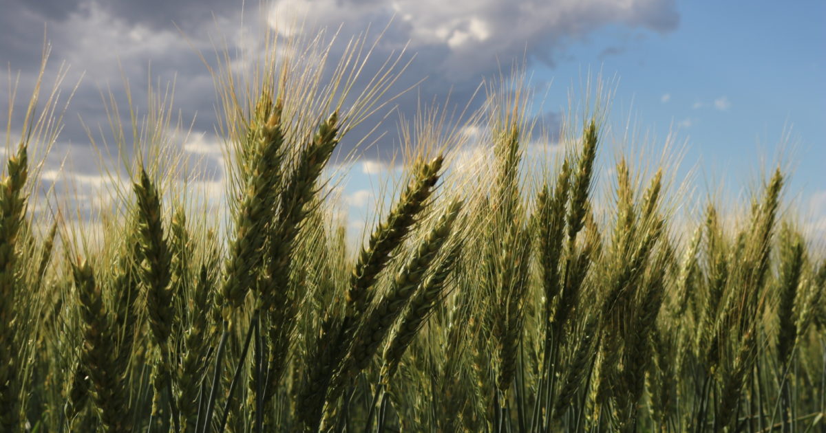 Sunblade CL Plus (Northern NSW) | Australian Grain Technologies