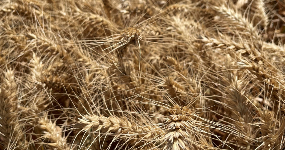 Tomahawk CL Plus (Western Australia) | Australian Grain Technologies