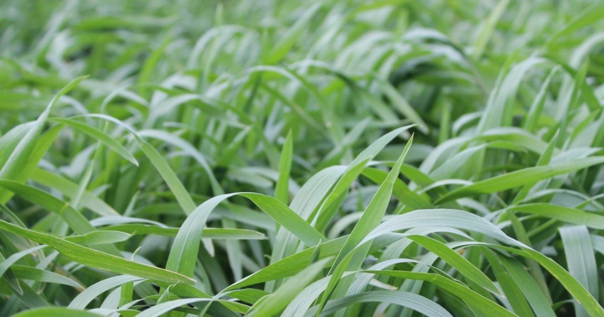 Sunmax (Queensland) | Australian Grain Technologies