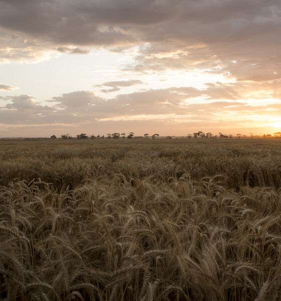 Australian Grain Technologies | Australia's Largest Plant Breeding…
